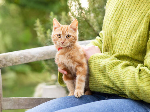 Siamese Cat Breed Information | Purina Malaysia Siamese Cat Breed Information | Purina Malaysia